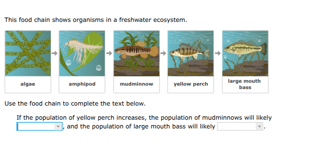 This food chain shows organisms in a freshwater ecosystem. [Diagram show..