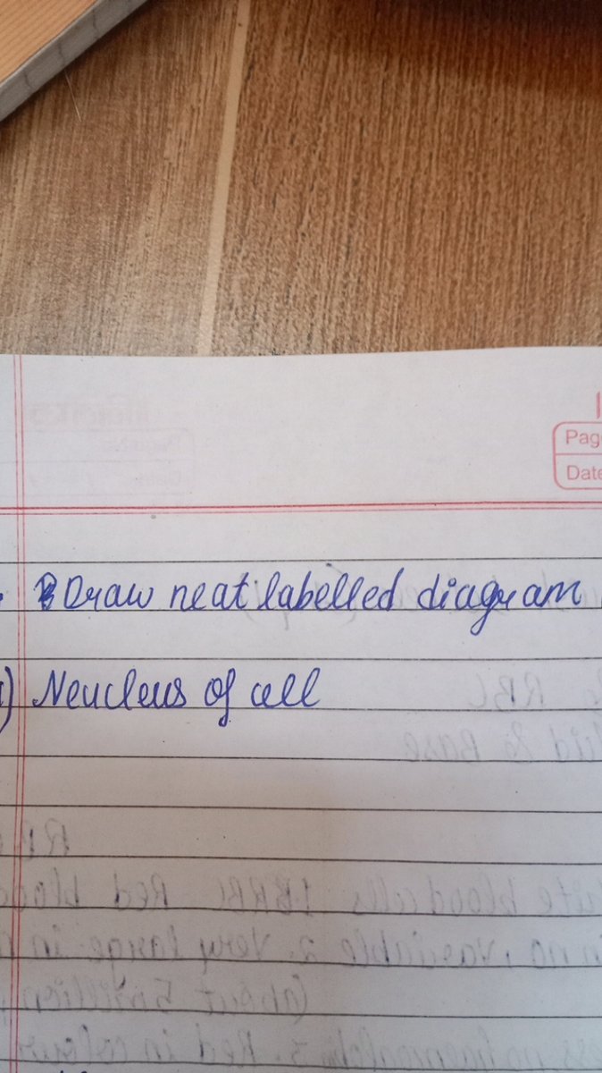 Draw a neat labelled diagram of the nucleus of a cell. | Filo