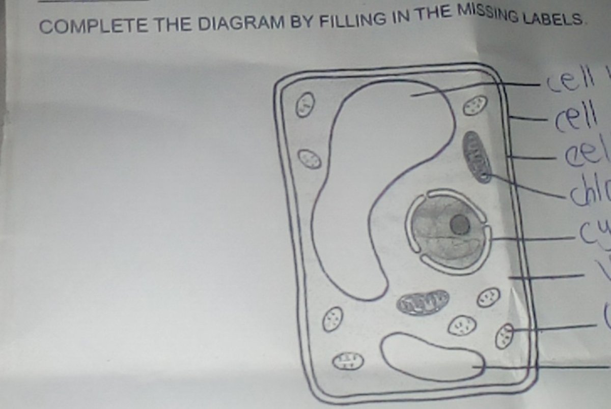 Complete the diagram by filling in the missing labels. | Filo