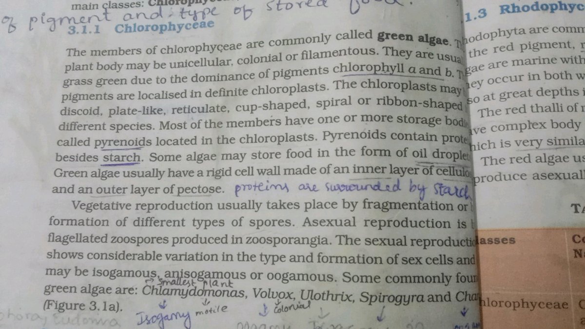 The members of Chlorophyceae are commonly called green algae. Their plant..