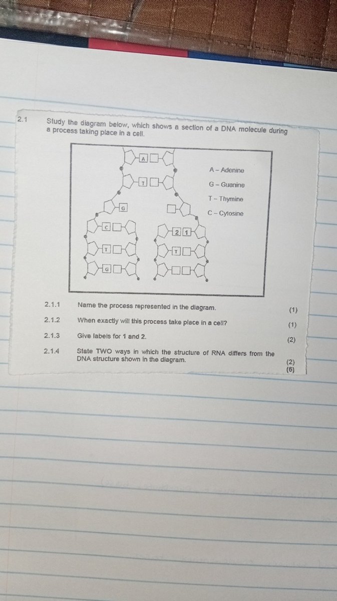2.1 Study the diagram below, which shows a section of a DNA molecule duri..