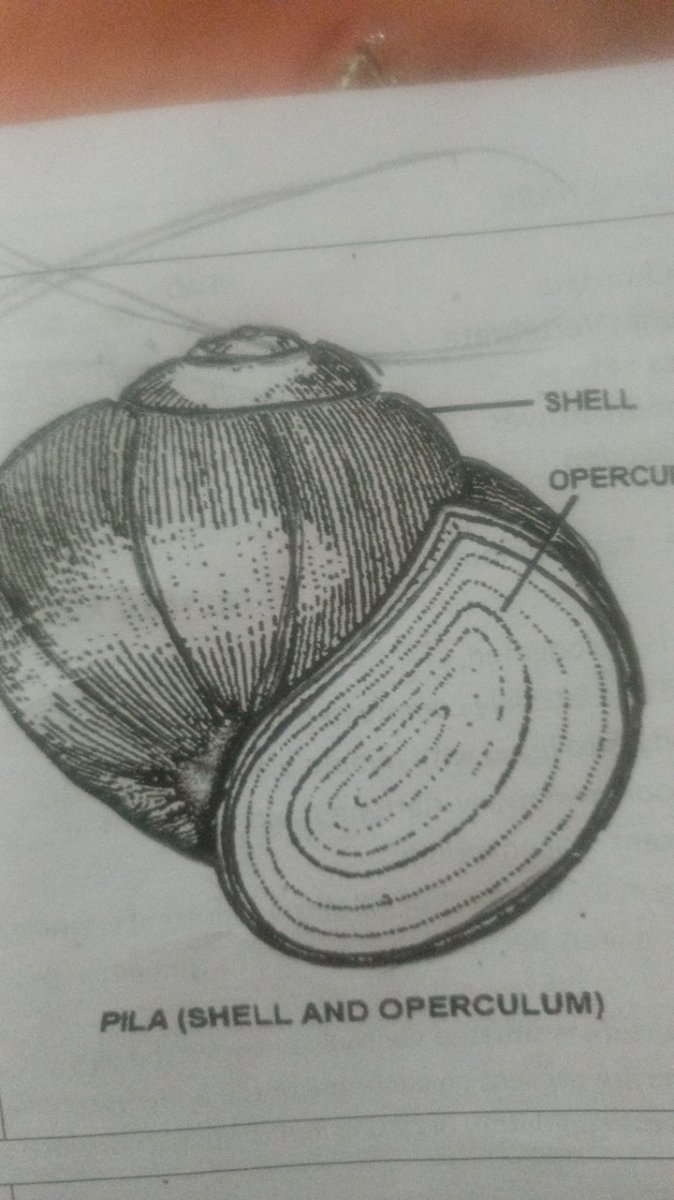 The image shows a diagram of Pila (shell and operculum). What is the ques..