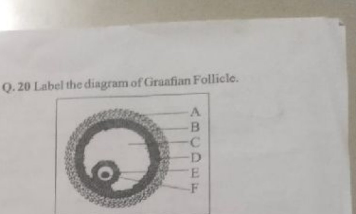 Q. 20 Label the diagram of Graafian Follicle. | Filo
