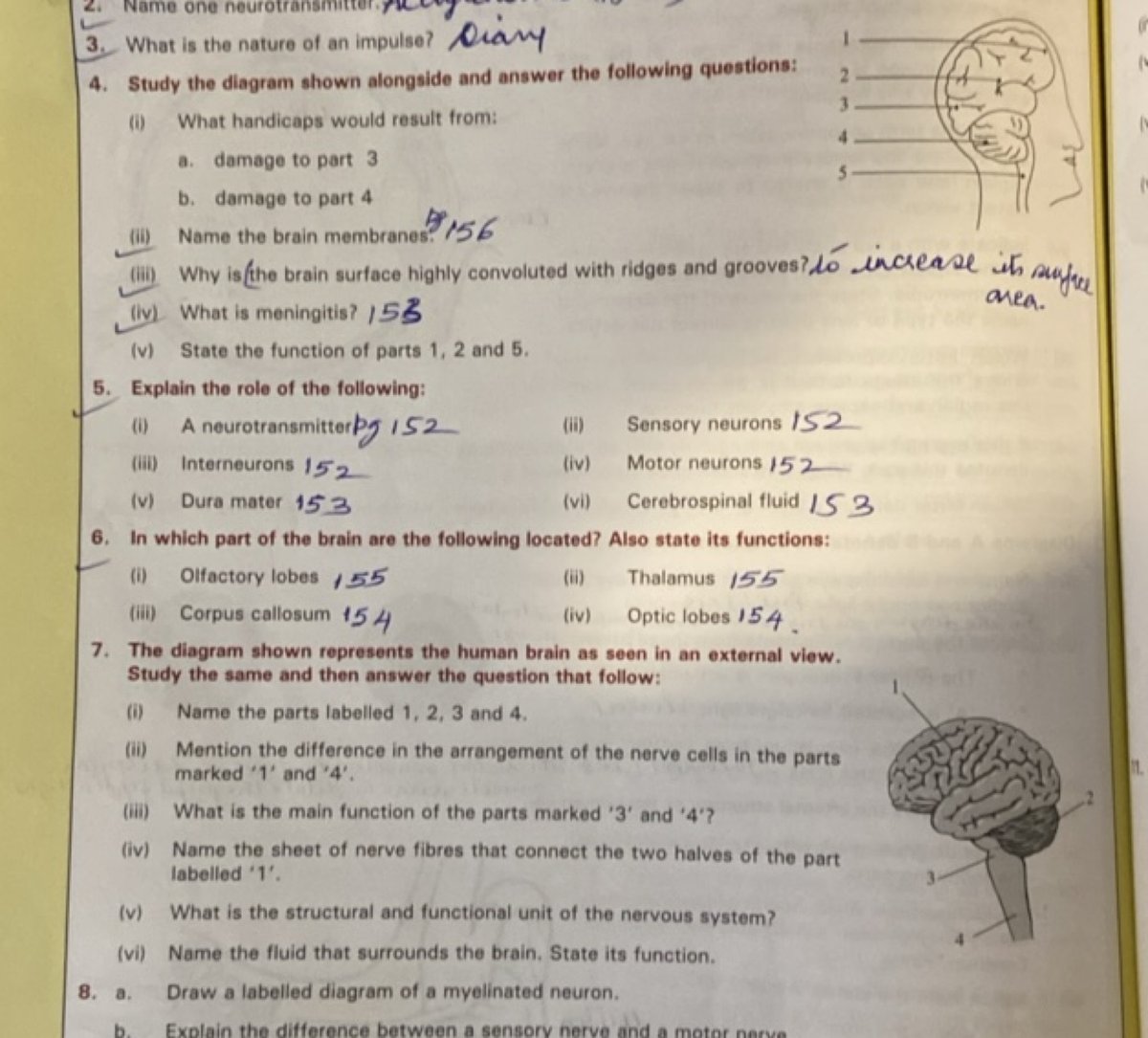 Here are several questions related to the human brain and nervous system:..