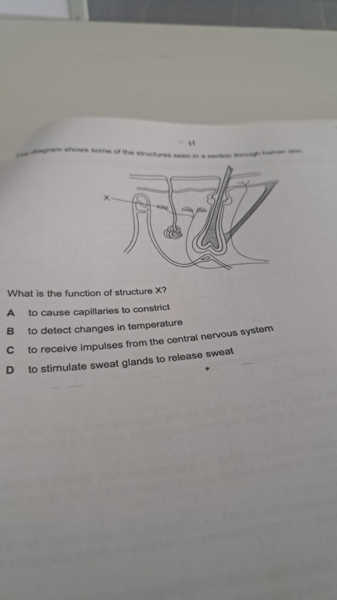 The diagram shows some of the structures seen in a section through human