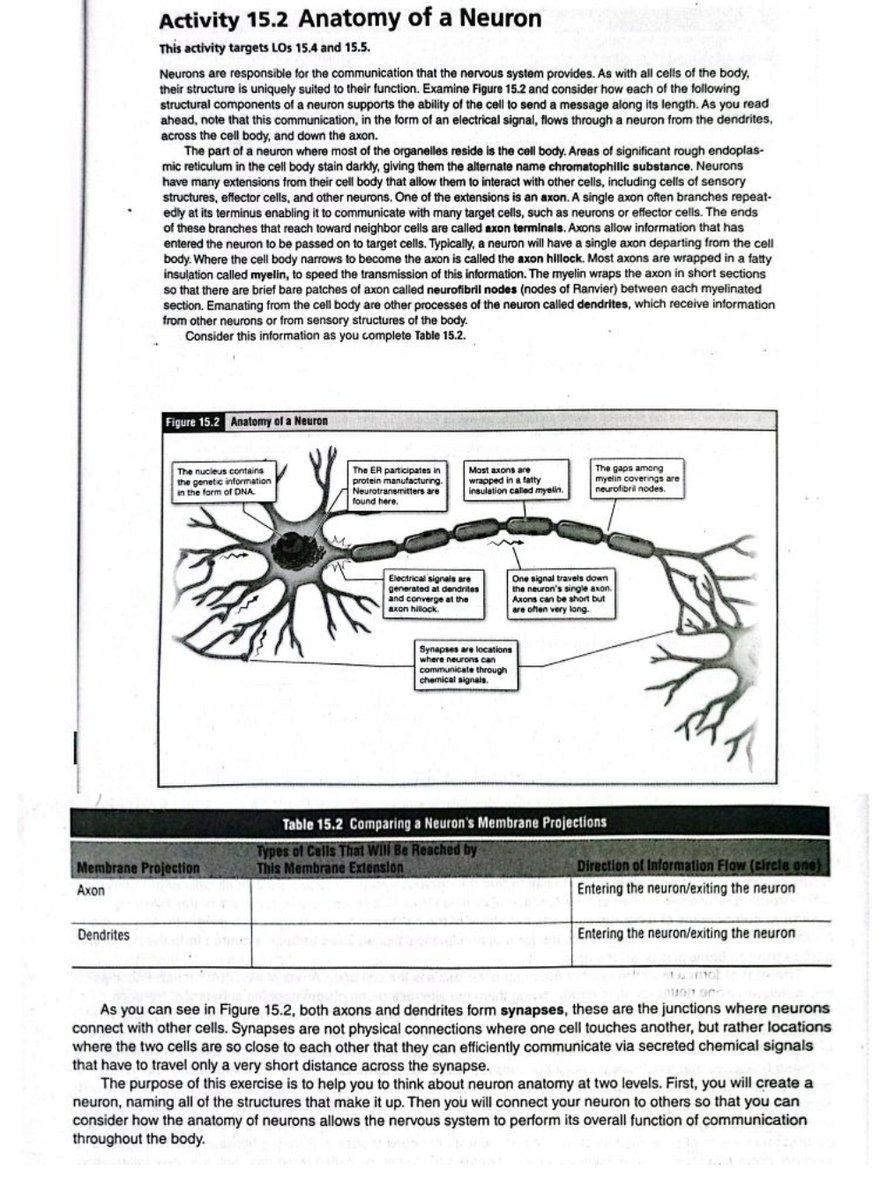 Activity 15.2 Anatomy of a Neuron This activity targets LOs 15.4 and 15...