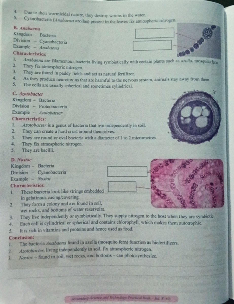 The provided image contains information about different types of bacteria..