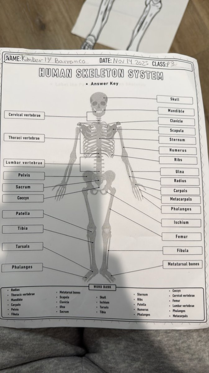 The image shows a diagram of the human skeleton system with several bones..