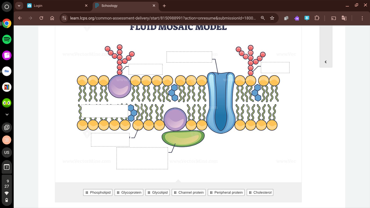 The image provided shows a diagram of the "FLUID MOSAIC MODEL". There are..