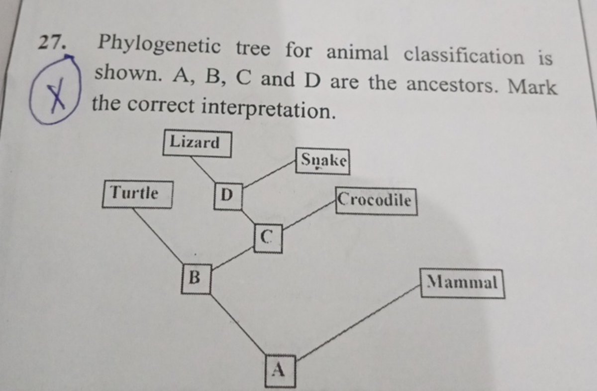 Phylogenetic tree for animal classification is shown. A, B, C and D are t..