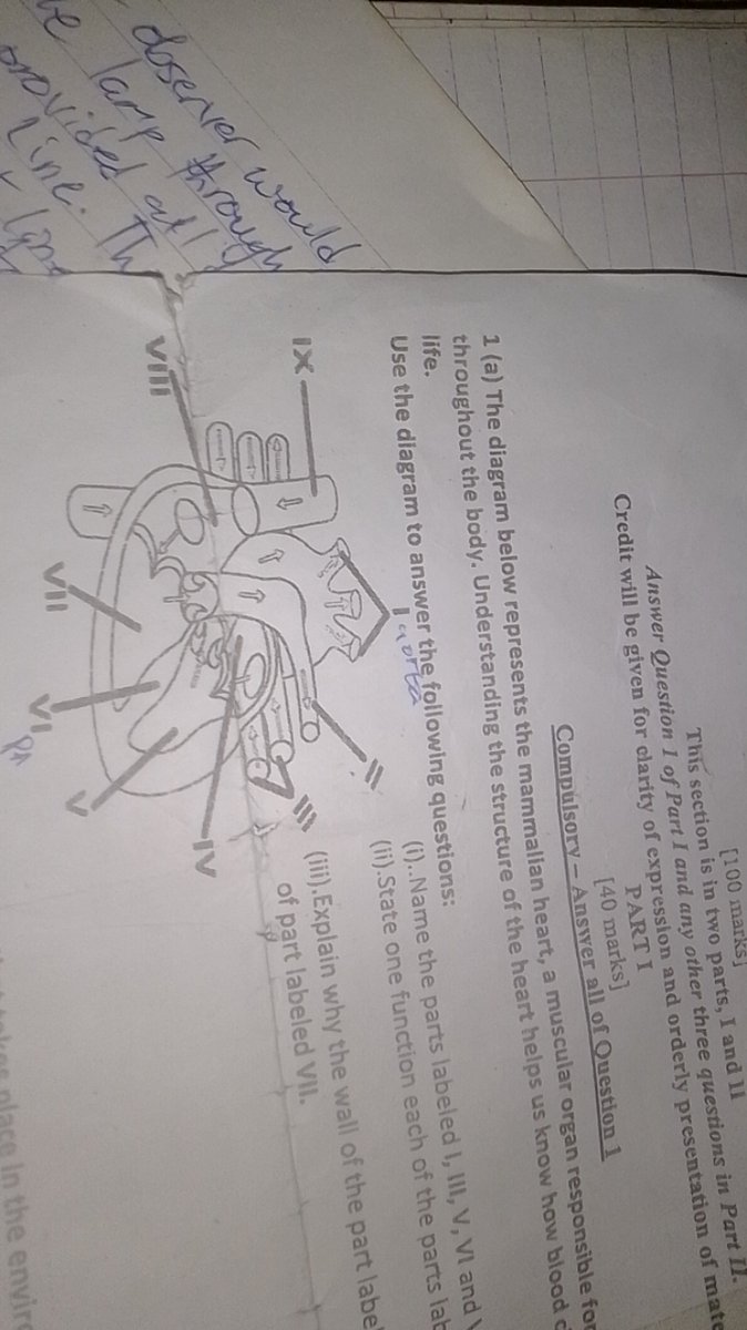 1 (a) The diagram below represents the mammalian heart, a muscular organ