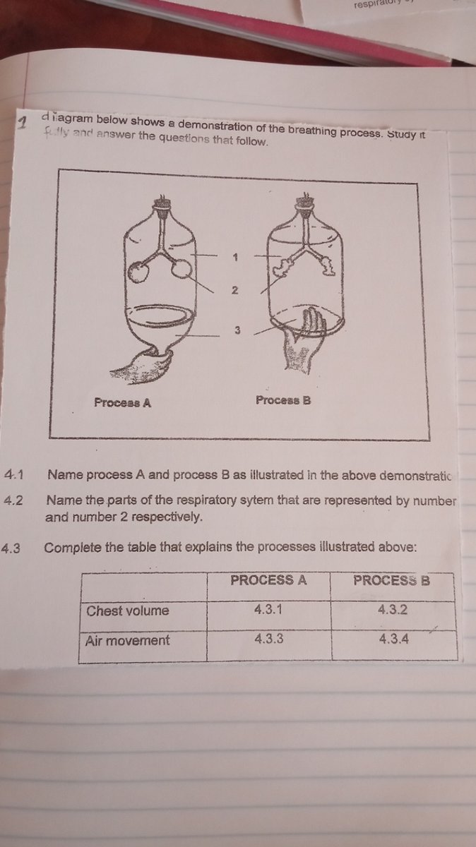 Diagram below shows a demonstration of the breathing process. Study it fu..