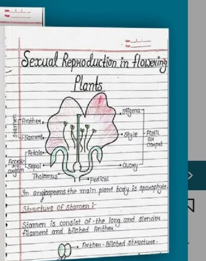 Sexual Reproduction in flowering Plants Structure of Stamen: Stamen cons..