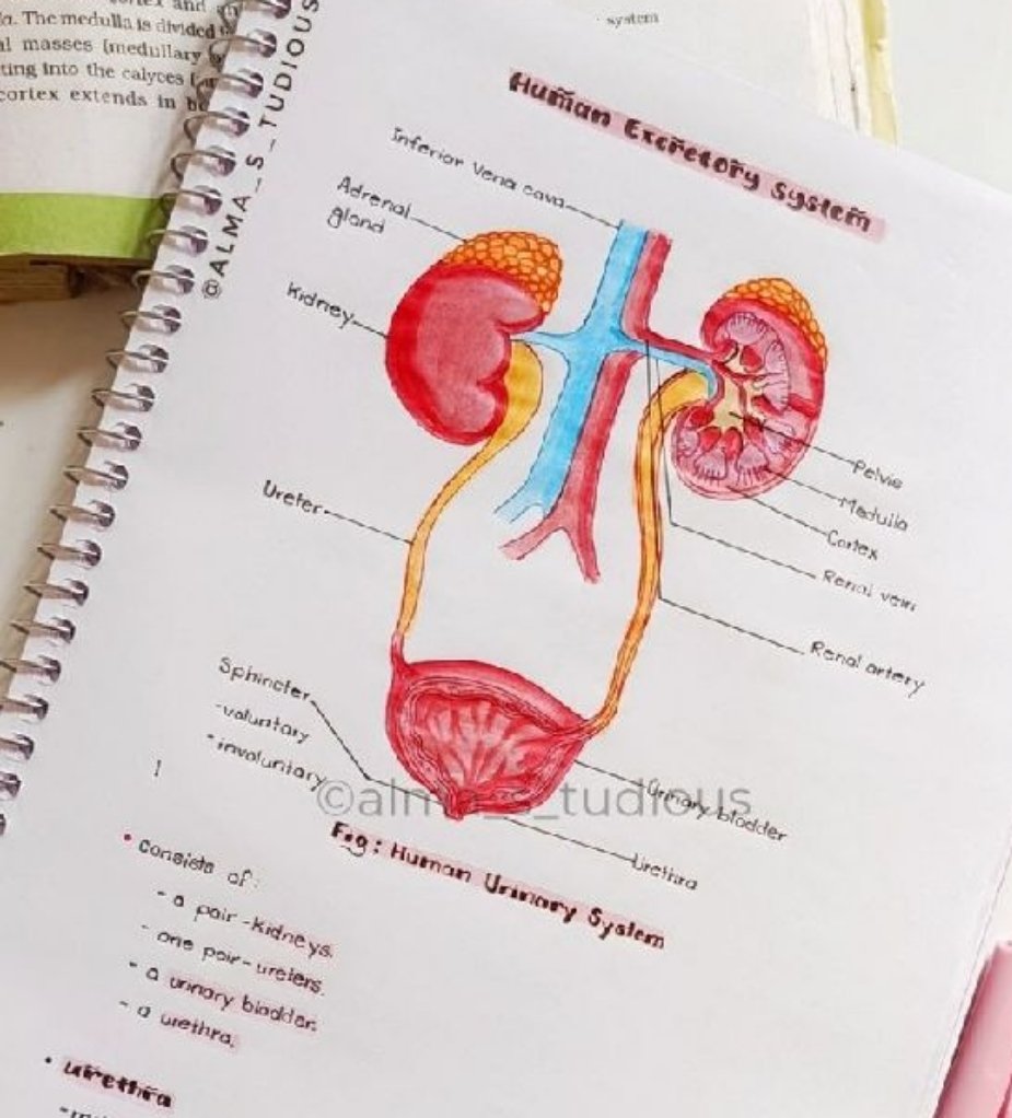 The provided image shows a diagram of the Human Excretory System, specifi..