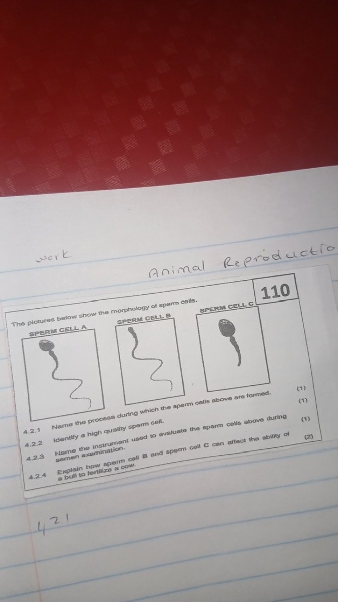 The pictures below show the morphology of sperm cells. SPERM CELL A (Ima..