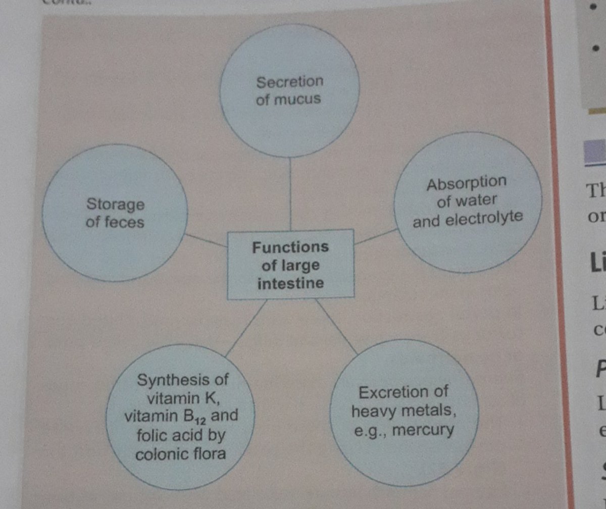 The provided image is a diagram illustrating the functions of the large i..
