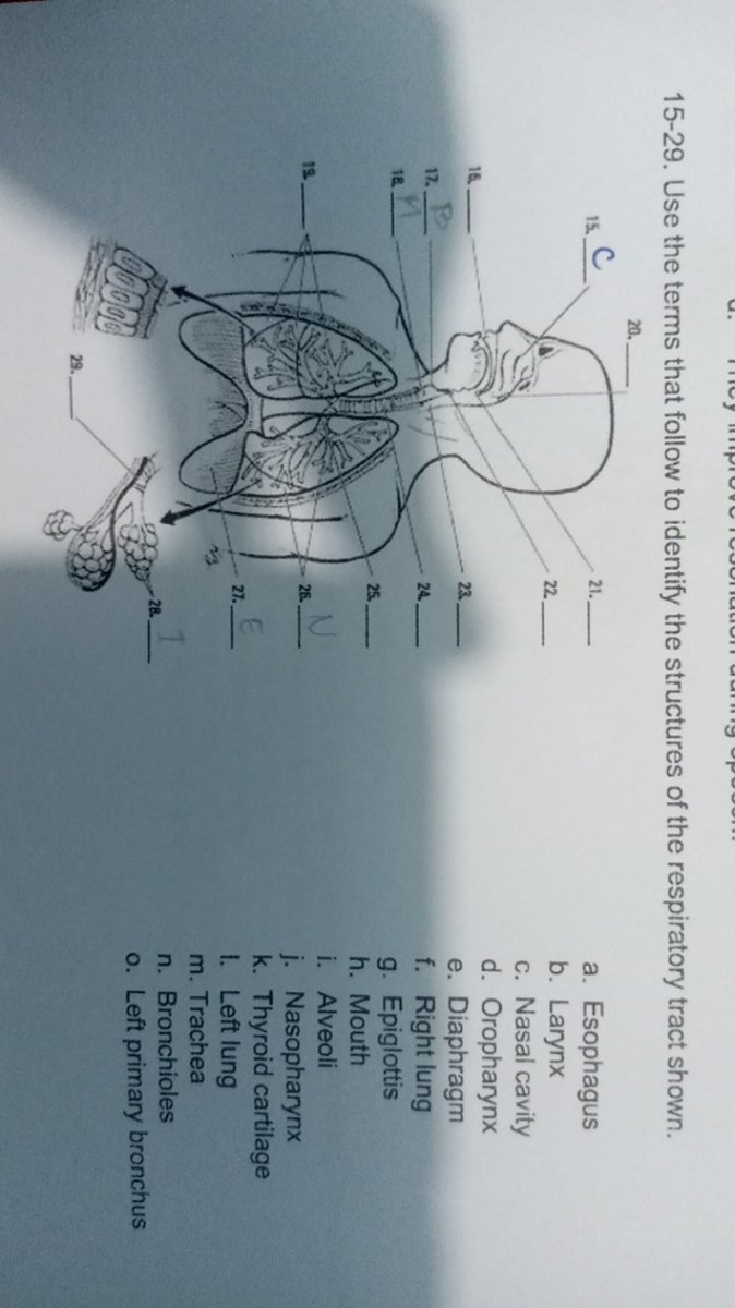 15-29. Use the terms that follow to identify the structures of the respir..