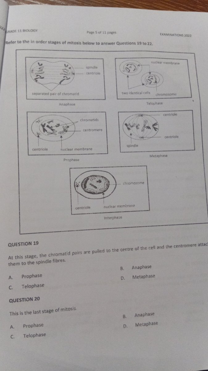 Refer to the in order stages of mitosis below to answer Questions 19 to 2..