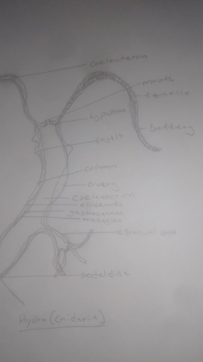 The image provided is a hand-drawn diagram of a Hydra (Cnidaria) with var..