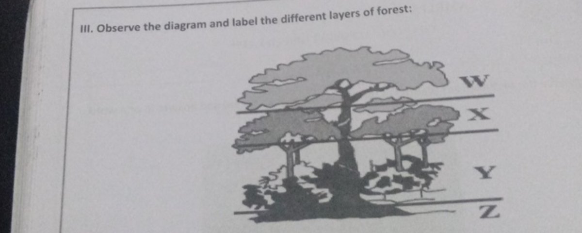III. Observe the diagram and label the different layers of forest: [Imag..