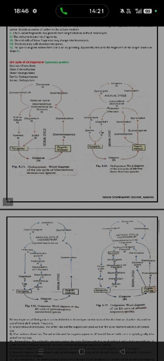 Life cycle of Oedogonium: Systematic position Division: Chlorophyta Class..