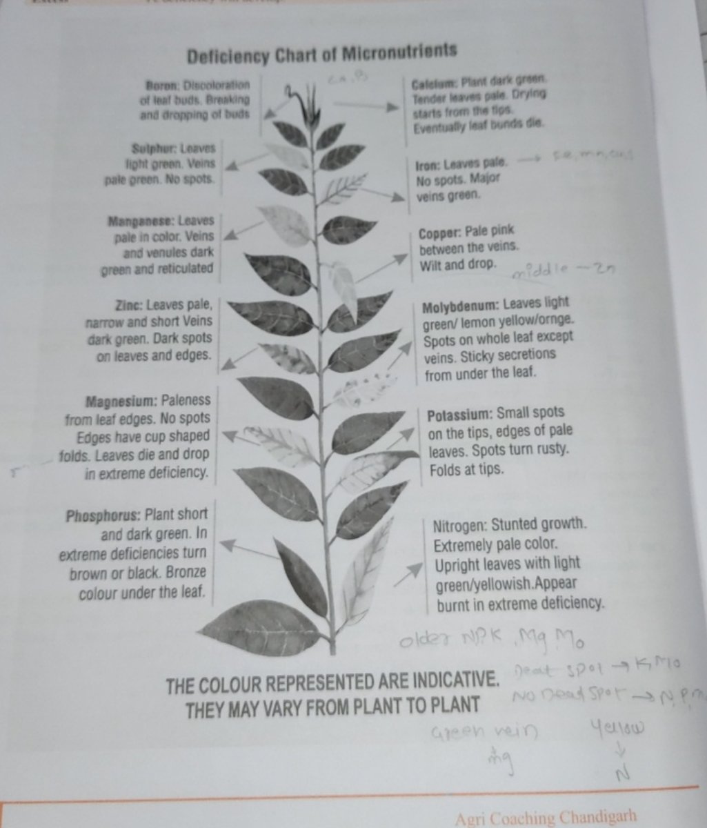 Deficiency Chart of Micronutrients Boron: Discoloration of leaf buds. Br..