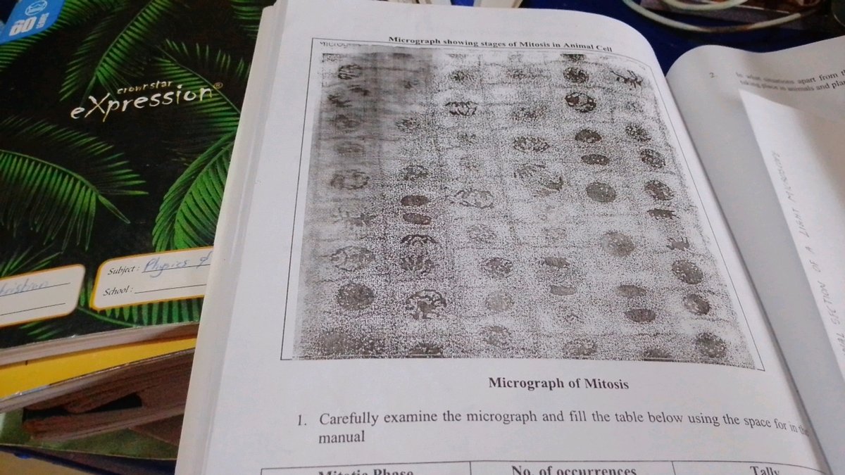 Micrograph showing stages of Mitosis in Animal Cell Micrograph of Mitosi..