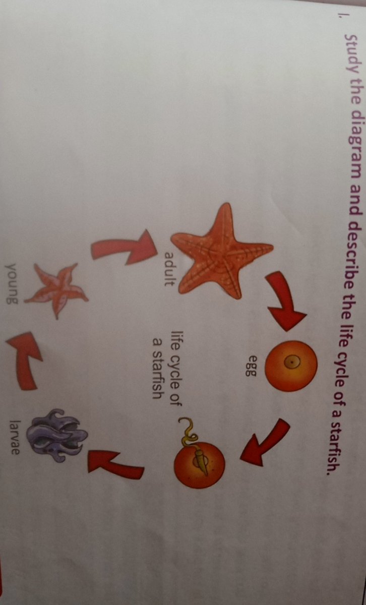 Study the diagram and describe the life cycle of a starfish. | Filo