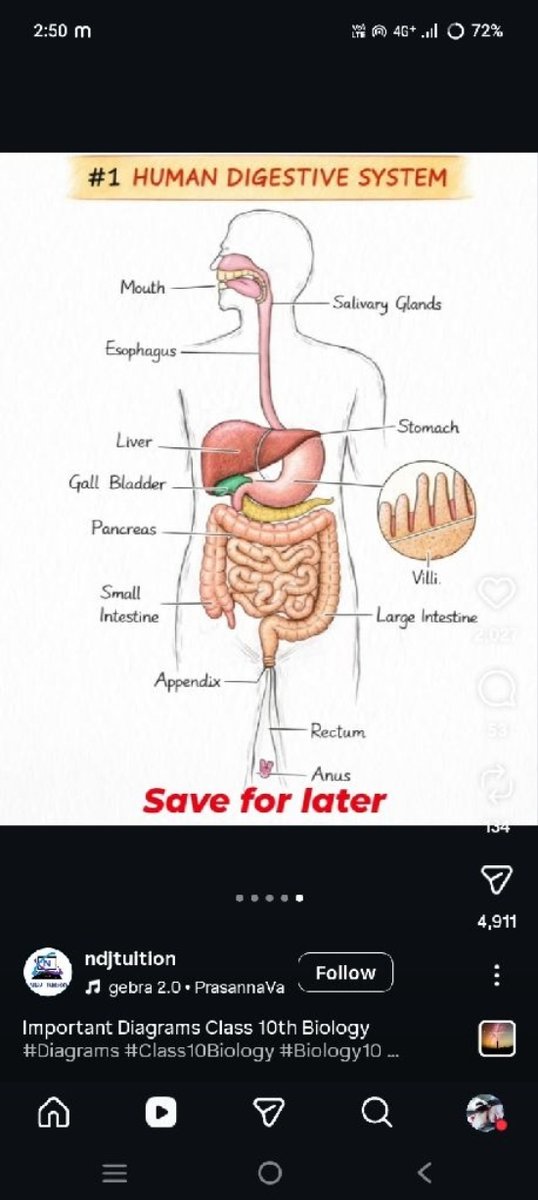 The image shows a diagram of the human digestive system. It labels variou..