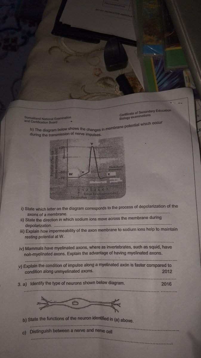 b) The diagram below shows the changes in membrane potential which occur