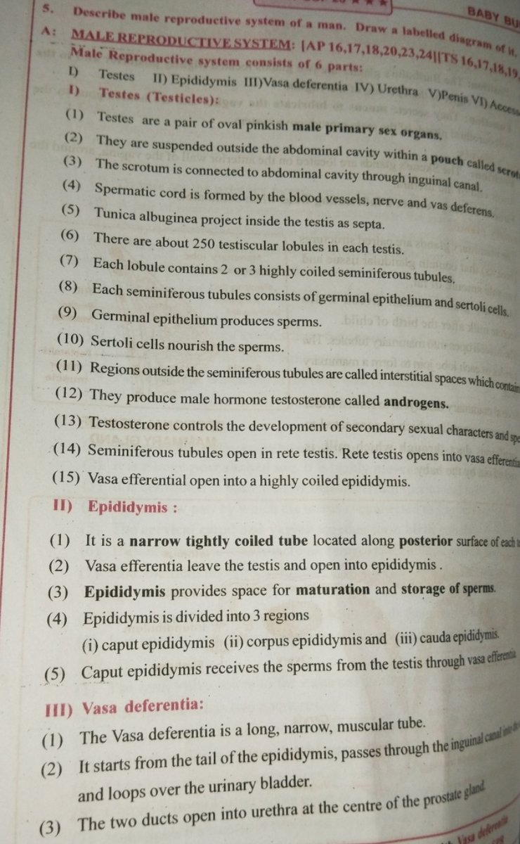 Describe the male reproductive system of a man. Draw a labelled diagram o..
