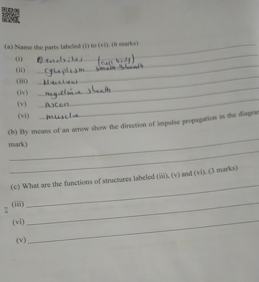 (a) Name the parts labeled (i) to (vi). (6 marks) (i) Dendrites (ii) Cyto..