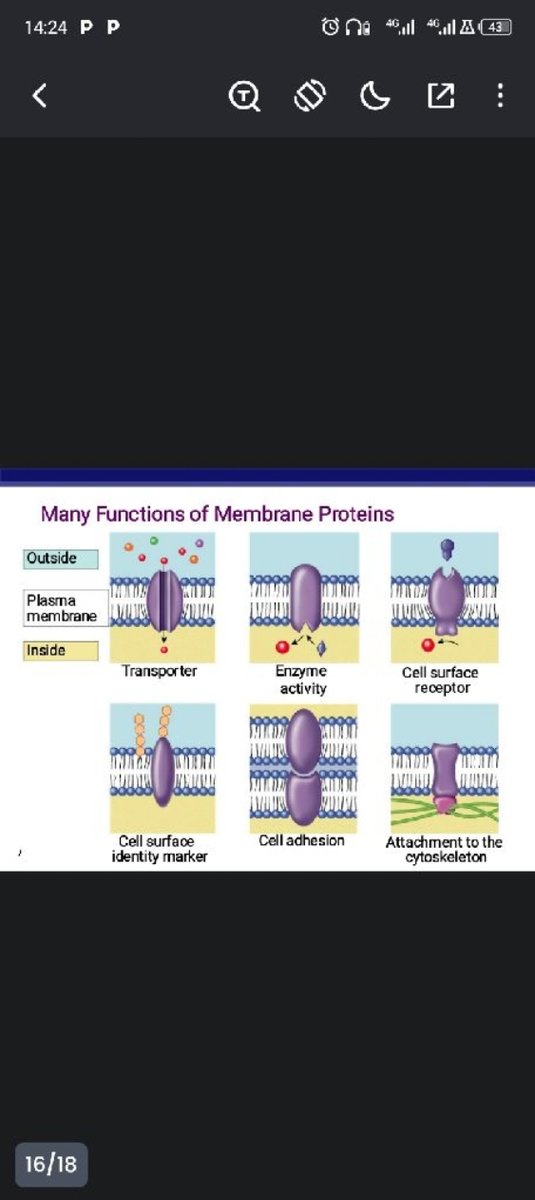 The image displays a diagram titled "Many Functions of Membrane Proteins"..
