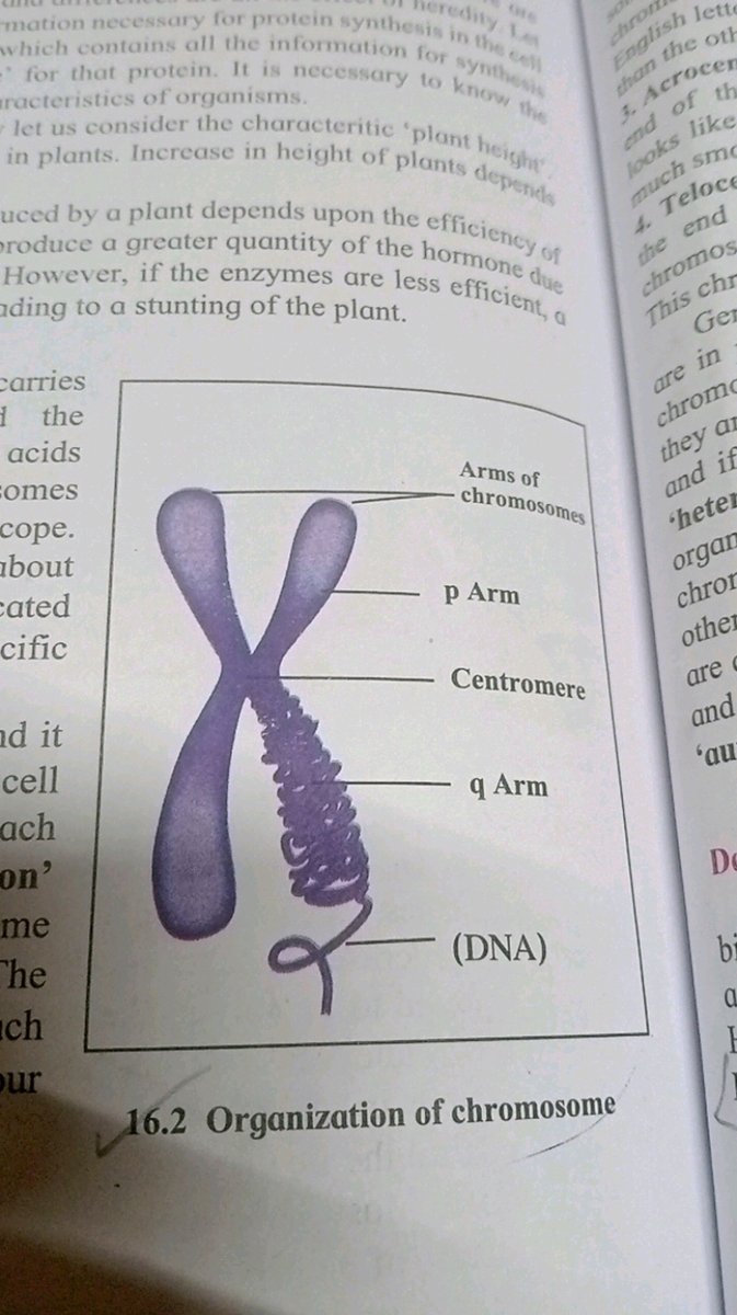 The provided image displays a diagram titled "16.2 Organization of chromo..