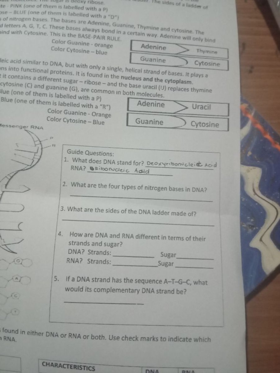 Guide Questions: What does DNA stand for? Deoxyribonucleic Acid RNA? Ribo..