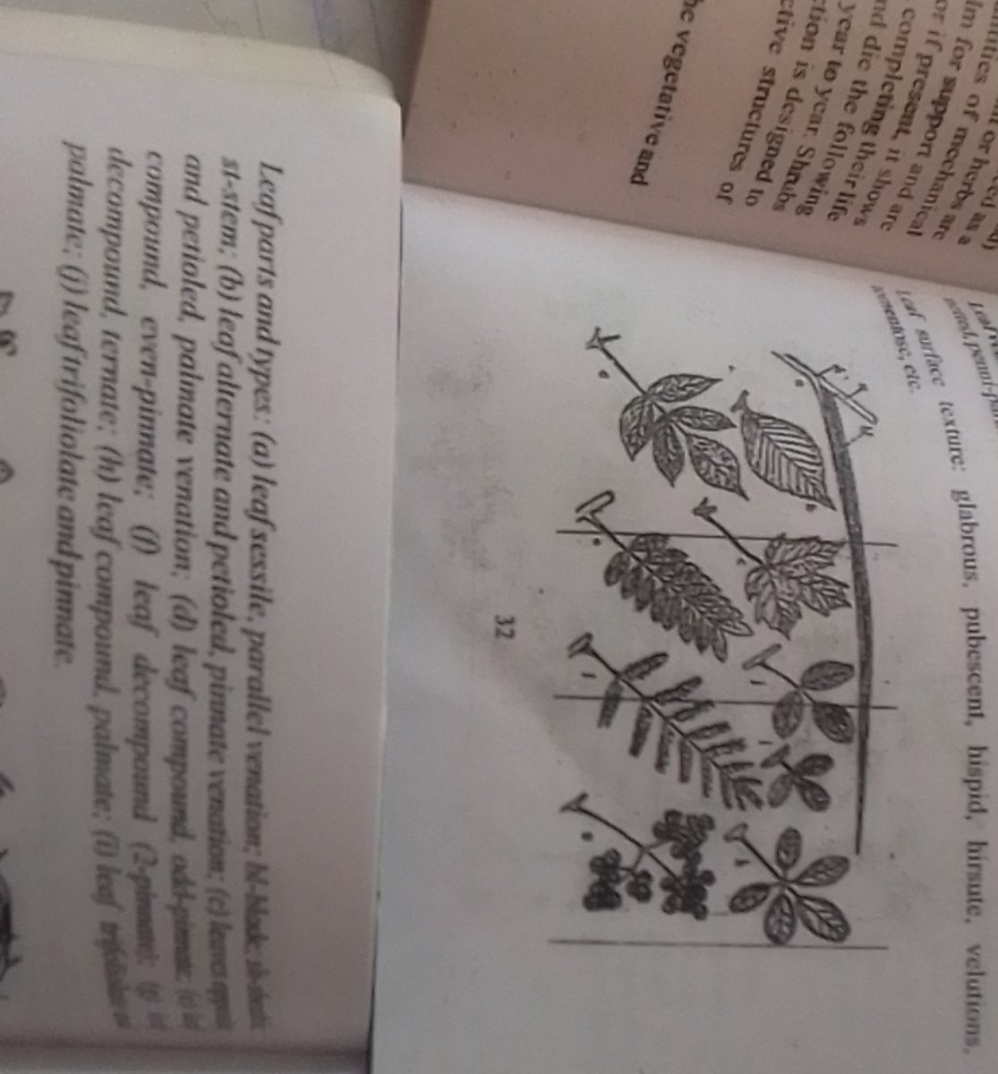 Leaf parts and types: (a) leaf sessile, parallel venation; bl-black she s..