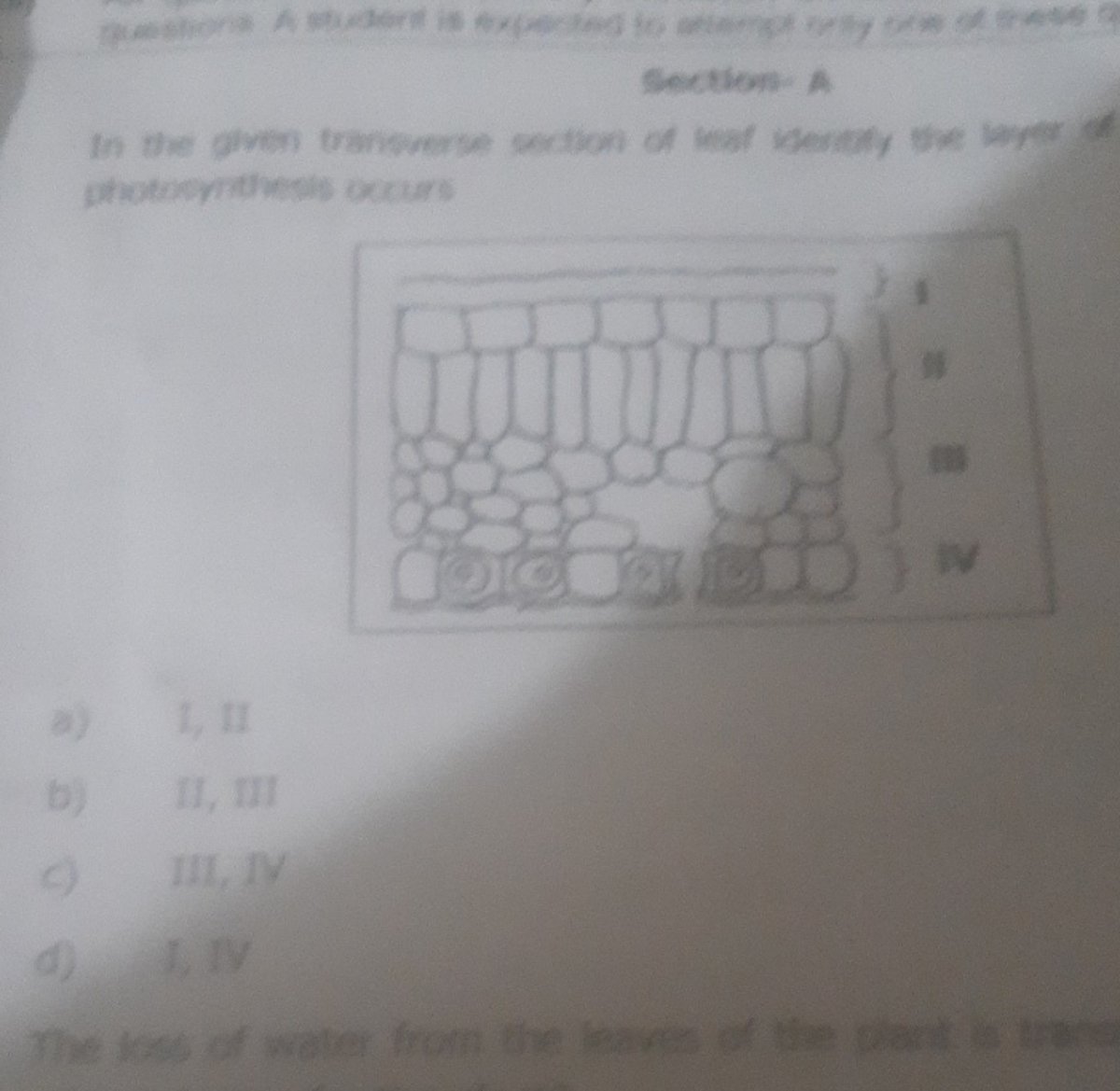In the given transverse section of leaf, identify the layer where photosy..