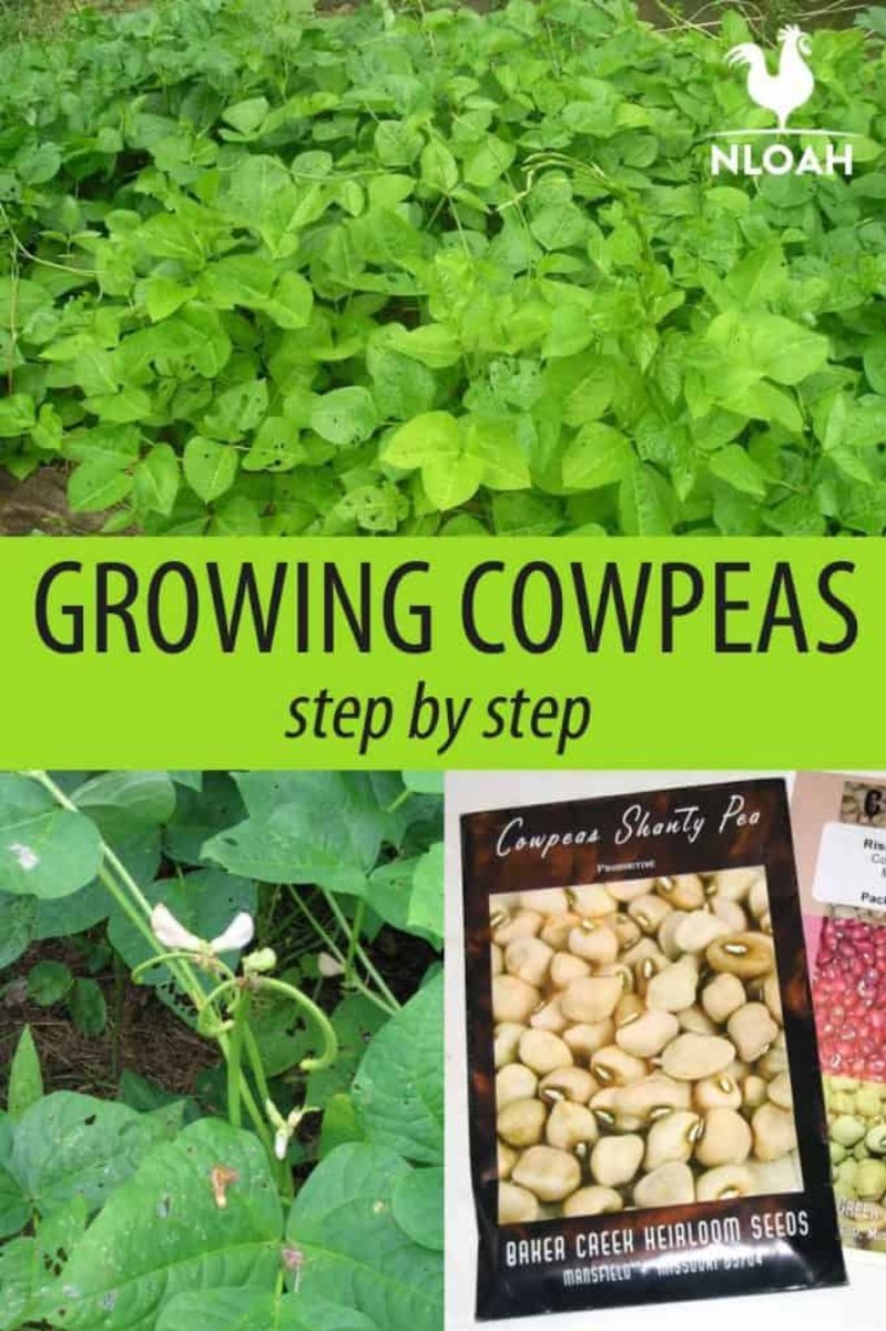 The image shows a guide titled "GROWING COWPEAS step by step". It feature..
