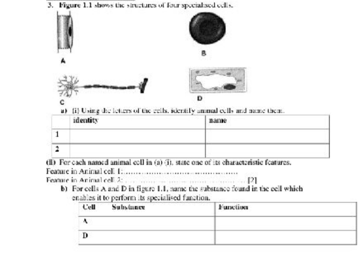 Figure 1.1 shows the structures of four specialised cells. (a) (i) Using..