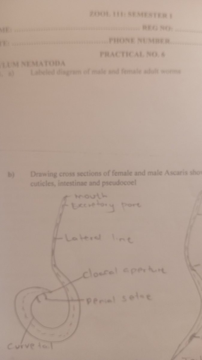 PRACTICAL NO. 6 a) Labeled diagram of male and female adult worms b) Dr..