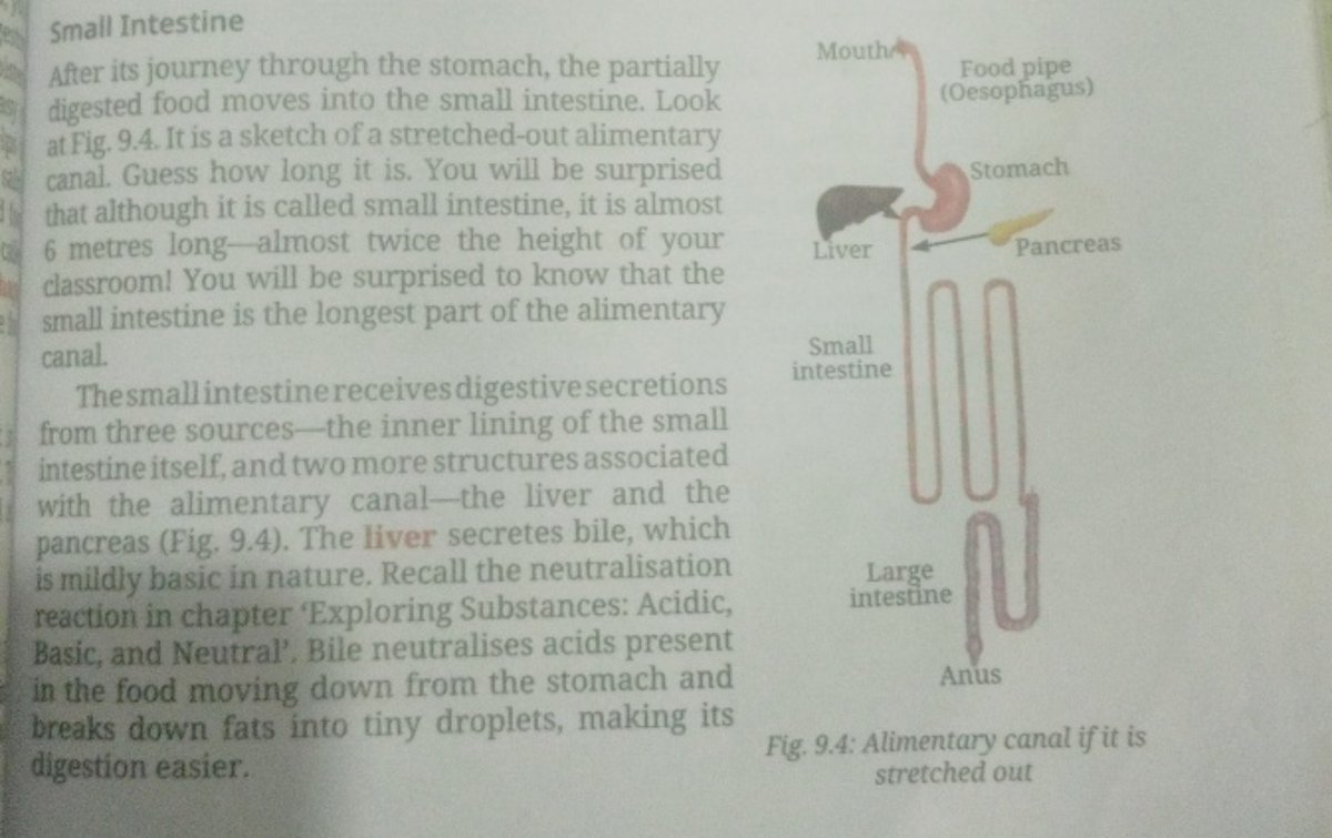 Small Intestine After its journey through the stomach, the partially dig..