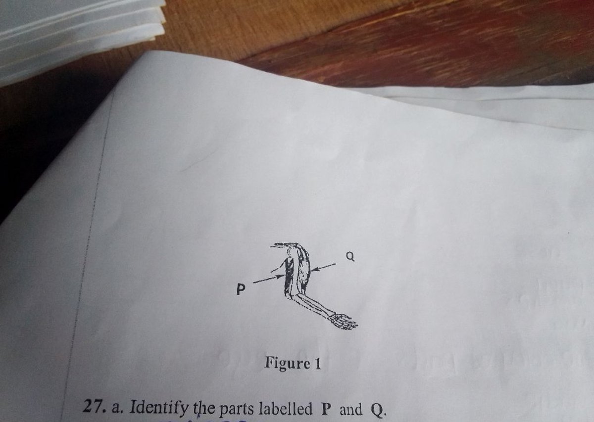 a. Identify the parts labelled P and Q. | Filo