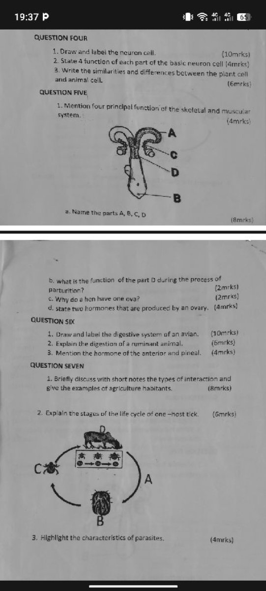 QUESTION FOUR Draw and label the neuron cell. (10mrks) State 4 functions