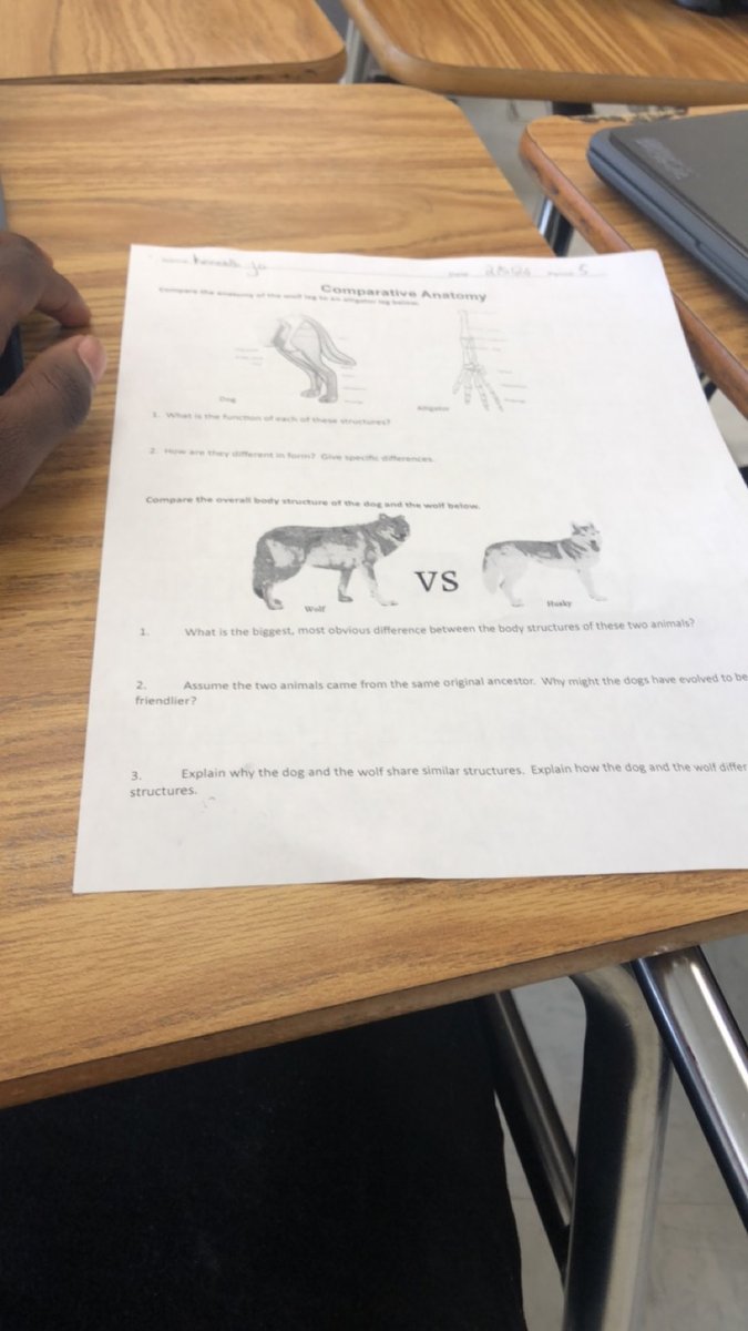 Comparative Anatomy Compare the anatomy of the wolf leg to an alligator