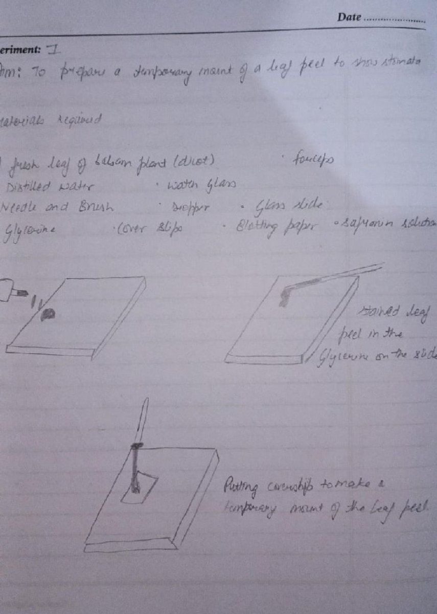 Experiment: I Aim: To prepare a temporary mount of a leaf peel to show st..