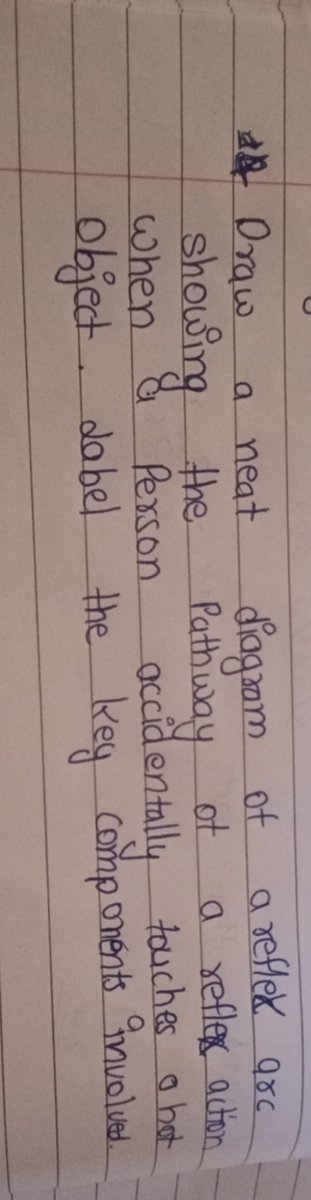 Draw a neat diagram of a reflex arc showing the pathway of a reflex actio..