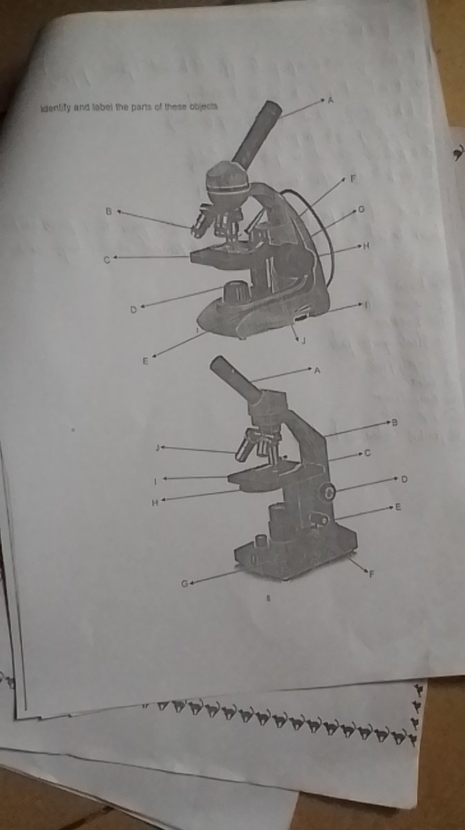 Identify and label the parts of these objects. | Filo
