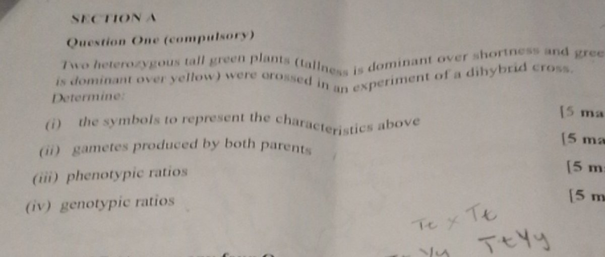 SECTION A Question One (compulsory) Two heterozygous tall green plants