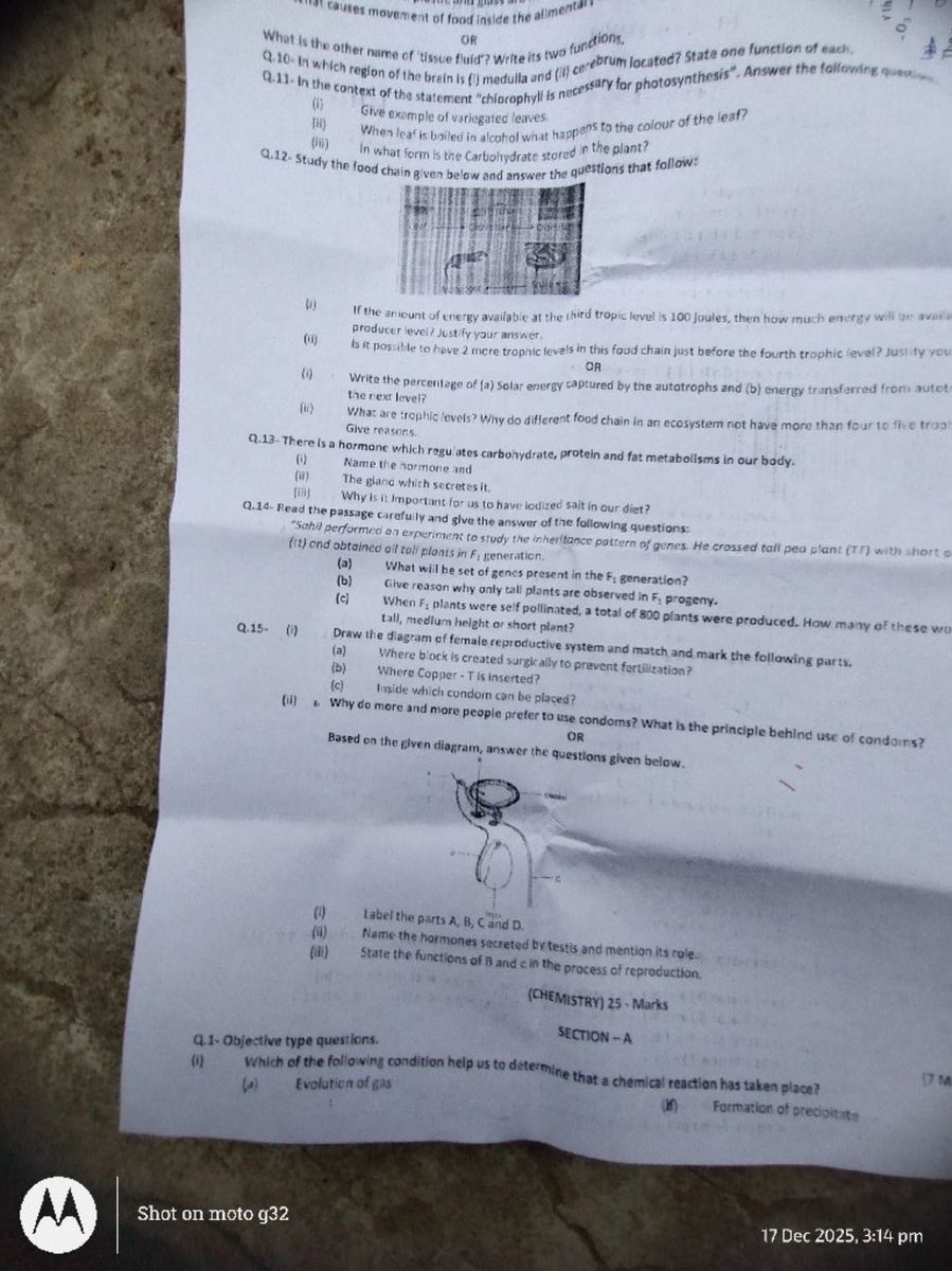 Q.15- (i) Draw the diagram of female reproductive system and match and ma..