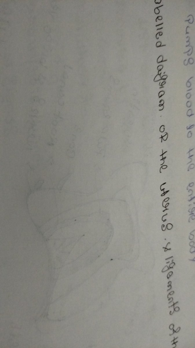 Pumps blood to the entire body. Draw a labelled diagram of the uterus an..